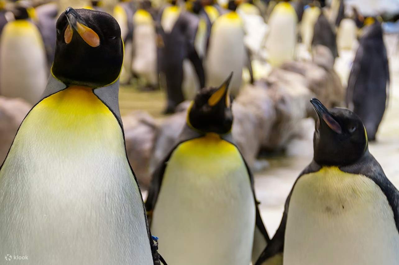 Loro Parque and Siam Park Ticket in Tenerife - Klook